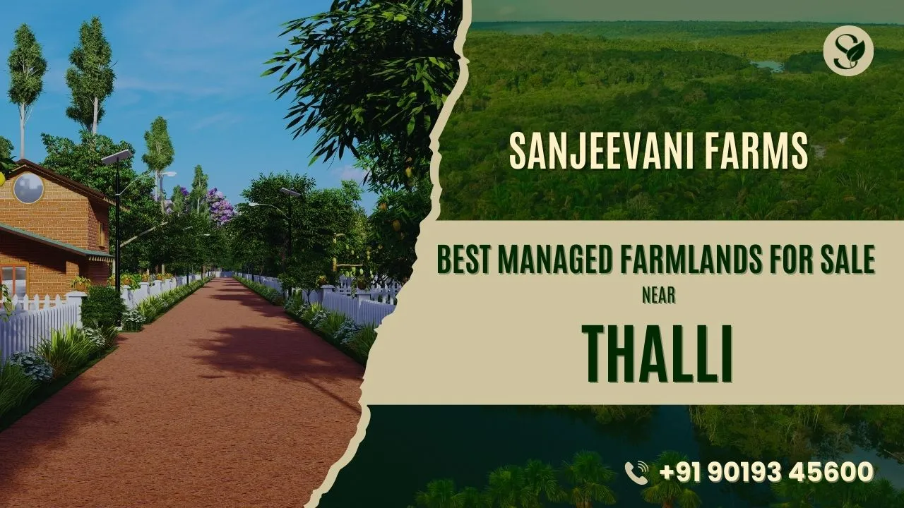 Best Managed Farmlands For Sale Near Thalli, Tamil Nadu