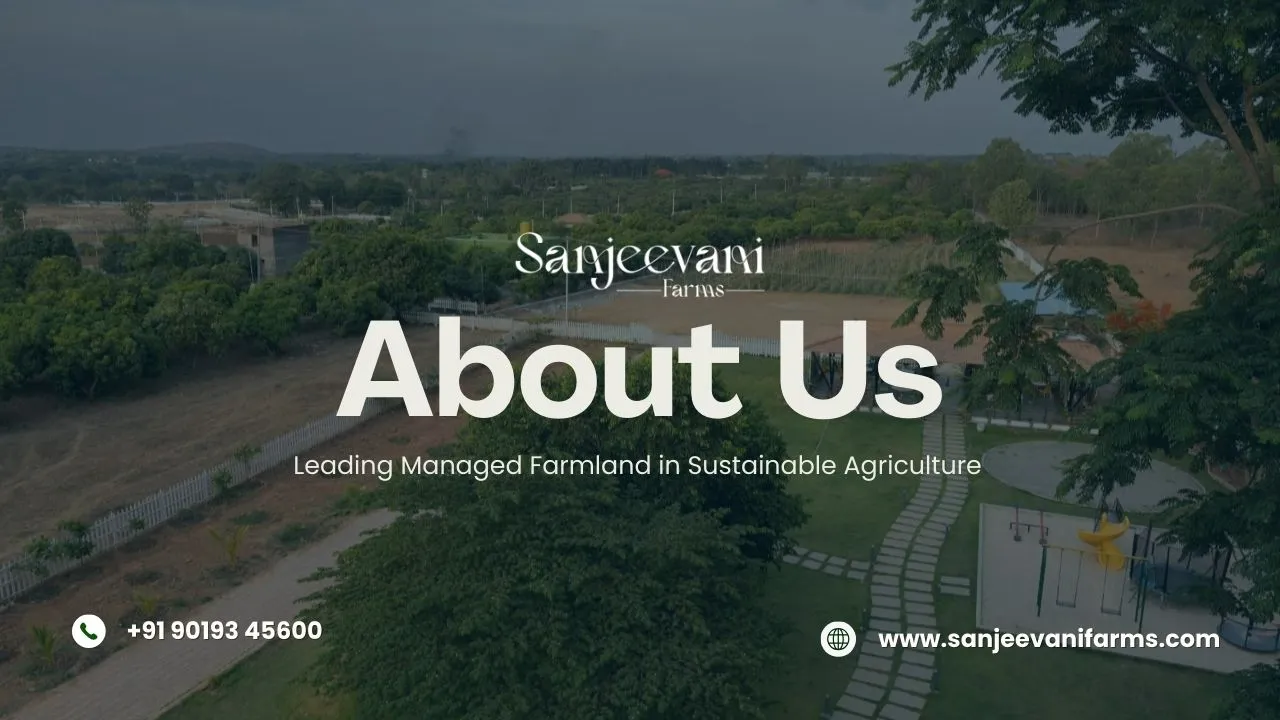About Sanjeevani Farms: Leading Managed Farmland in Sustainable Agriculture